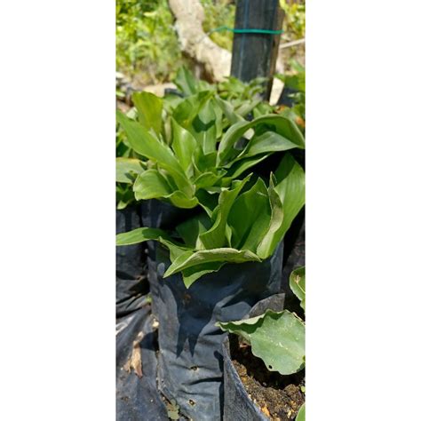 Pokok Cekur Kencur Shopee Malaysia