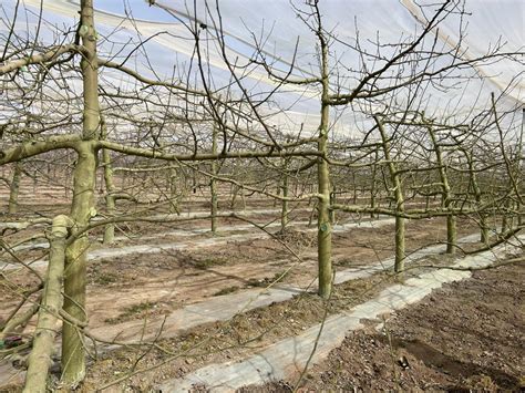 护园 护花 强果 强农 甘肃泾川县春季果园标准化管理工作综述 中国农科新闻网