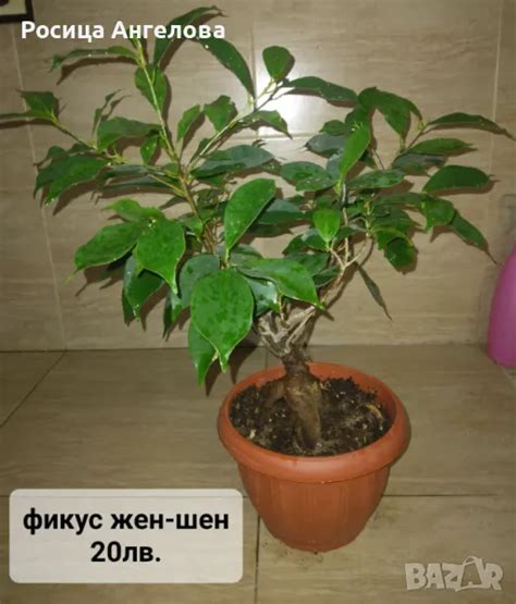 Фикус жен шен бонзаи в Стайни растения в гр Пловдив Id46869220 Bazar Bg