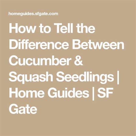 How To Tell The Difference Between Cucumber And Squash Seedlings