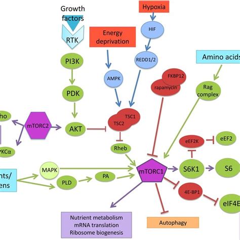 Tor Signaling Pathway Nutrientsmitogens Growth Factors Energy