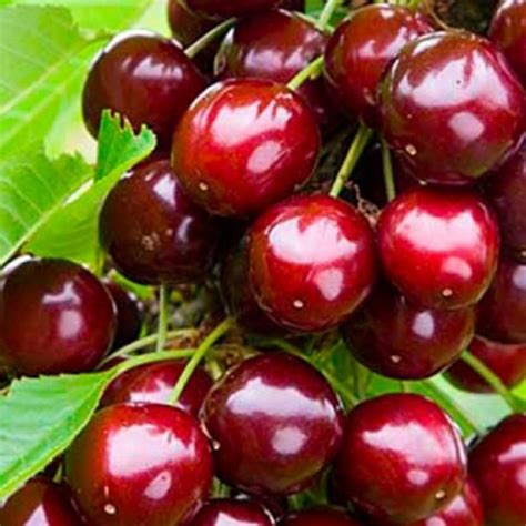 Саженцы черешни – Сад Дома