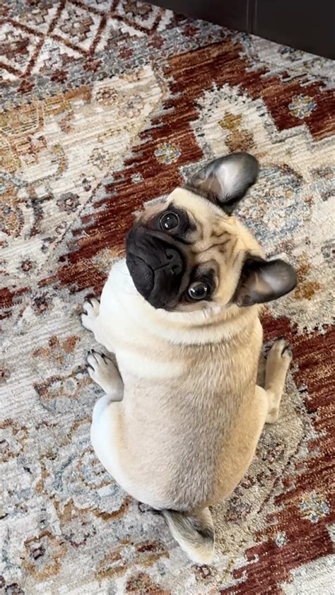 Louis The Pug Very Demure Very Mindful Pug Pugs Pugstagram