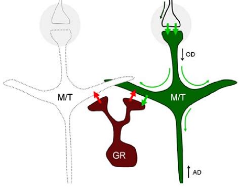 Reciprocal Dendrodendritic Synapse Between Mt And Granule Cells Download Scientific Diagram