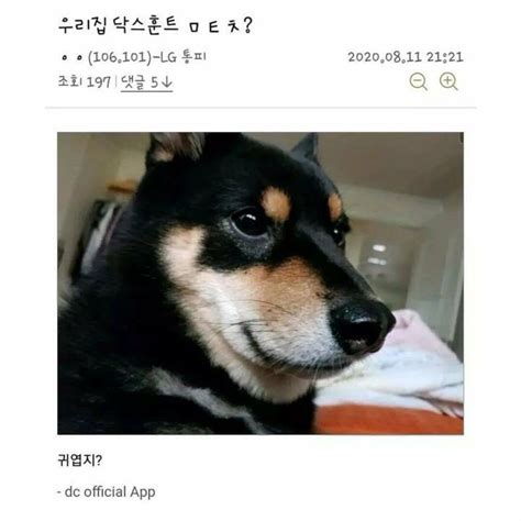 진짜 개 귀여운 닥스훈트 짤 유머 게시판