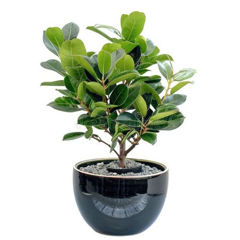 Ficus Audrey Plant In A Stylish Black Pot On A White Background