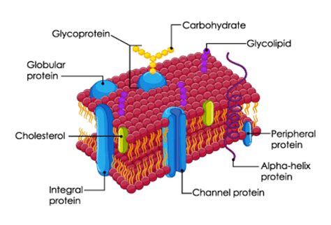 Structure And Function Of Cell Organelles Botany Optional For Upsc
