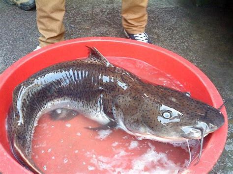 江里釣上一條33斤大魚，疑似虎皮鴨嘴魚 每日頭條
