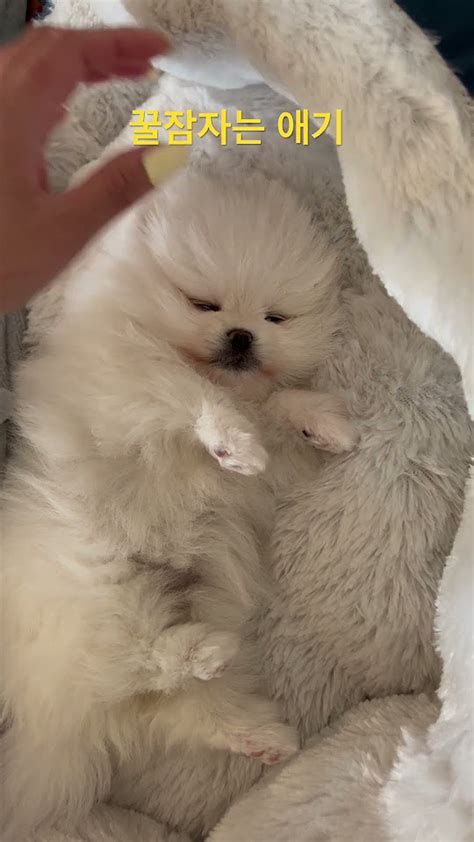 포메라니안 Dog Cute 강아지브이로그 Pets Cutedog 아기강아지 Puppy 애기시절