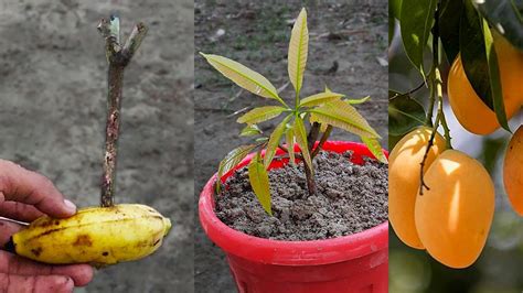 How To Grow Mango Plant From Cutting With Natural Rooting Hormone YouTube