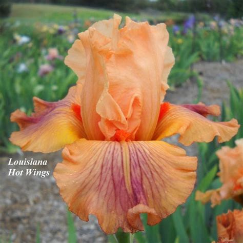 Louisiana Hot Wings Bee Haven Iris Gardens