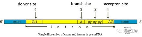 内含子滞留（intron Retention）研究的生物学意义 瀛创生物科技有限公司