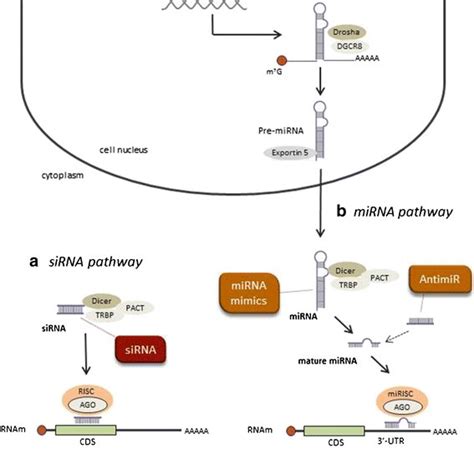 Schematic Structure Of A Sirna Duplex And Chemical Modifications In Download Scientific Diagram