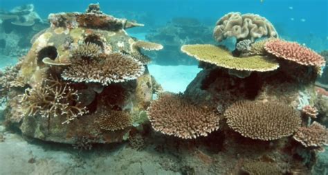 Preserve A Loved Ones Memory With A Reef