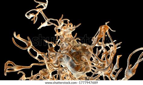 Human Parasitic Amoeba Pseudopodia Closeup View Stock Illustration