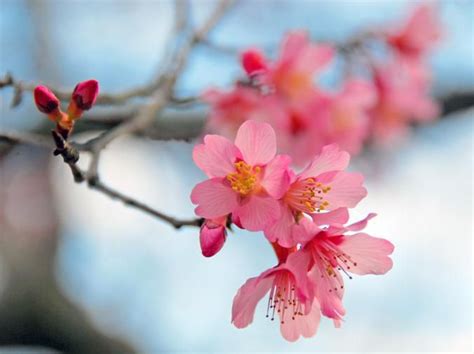 عکس بهاری فانتزی عکس بهاری دخترانه عکس بهاری برای پروفایل اسم
