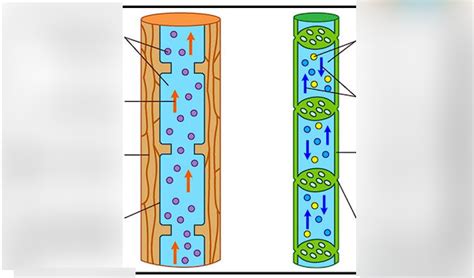 CHAPTER 6 PLANT ANATOMY AND PHYSIOLOGY TRANSPORT IN PLANTS XYLEM