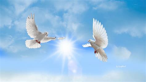 Doves Wallpapers Wallpaper Cave