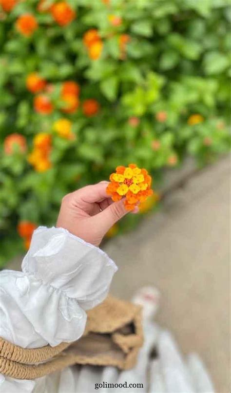 عکس گل برای پروفایل 2024؛ انگار خودت عکاسی کردی آپلود زدی رو صفحه