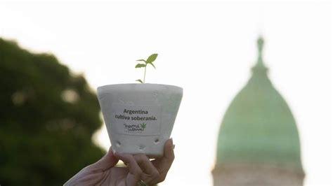 Cannabis El Gobierno Legalizó El Autocultivo Para Uso Medicinal Y El