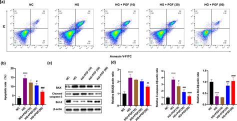 Evaluation Of The Pgf Mediated Cell Apoptosis In Hg Induced Nrk 52e