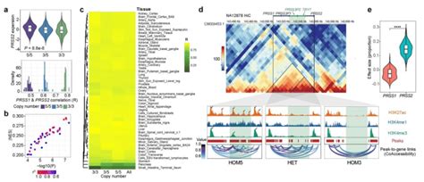 Trypsinogen Pseudogenes Increase Prss2 Expression In Pancreas A The