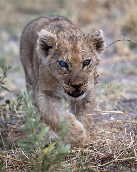 Little Warrior Male Lion Cub With A Blind Eye From Savute