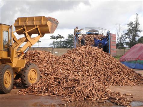 Market Overview For Cassava And Cassava Production In Africaindustry News