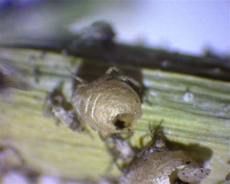 Can You Help With Identification Of This Parasitoid Researchgate