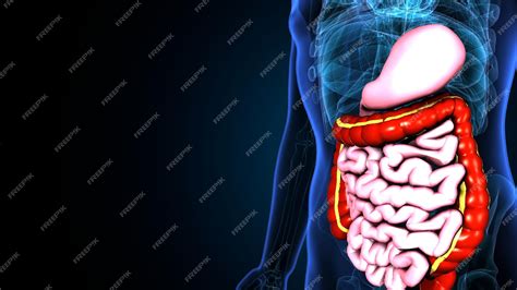 Premium Photo Human Digestive System Anatomy 3d Illustration