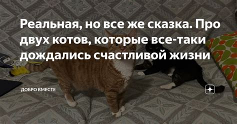 Реальная но все же сказка Про двух котов которые все таки дождались