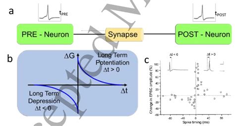 Spike Timing Dependent Plasticity Stdp Rule A Stdp Controls The