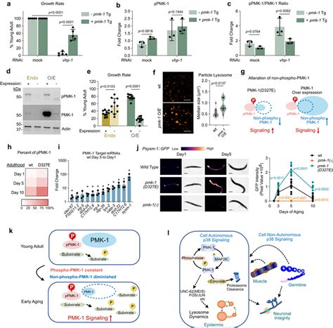 Altering The Ratio Of Phospho Pmk 1 To Non Phospho Pmk 1 Regulates Download Scientific Diagram