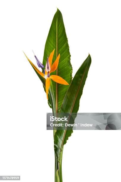잎이 있는 스트렐리치아 레지나에 꽃 파라다이스 꽃의 새 흰색 배경에 고립 된 열대 꽃 클리핑 경로 0명에 대한 스톡 사진 및 기타 이미지 Istock