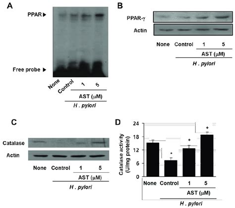 The Effect Of Astaxanthin On The Expression And Activation Of Ppar γ Download Scientific