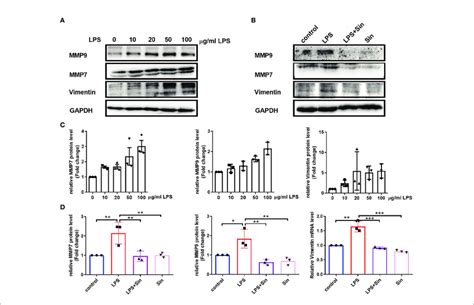 Sin Inhibited Emt In Lps Exposed Human Airway Epithelial Cells A