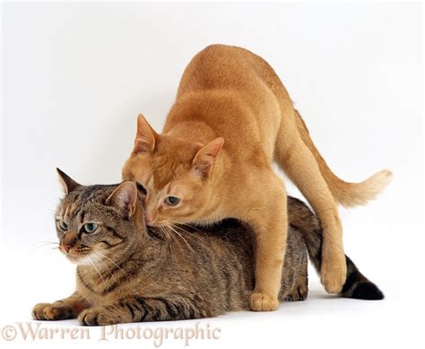 Cats Mating Photo WP