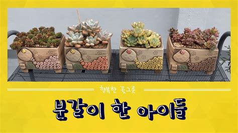 분갈이한 아이들 나름 대품인 아이들 물들생각은 없는거지그래도 이쁘다 Youtube