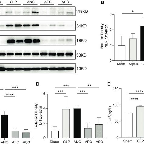 Fecal Microbiota Transplantation Fmt And Supplementation With