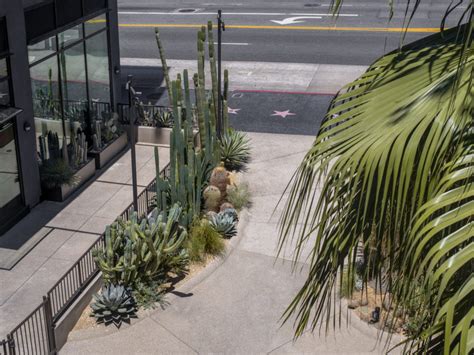 Cactus Gardens Ideas And An Insider Look At John Mayers Cacti