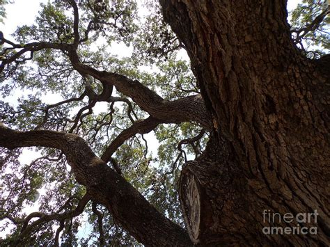 Five Hundred Year Old Texas Live Oak Trees Five Photograph By Joney