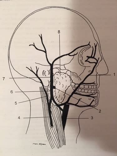 Parotid Bed And Temporal Region Flashcards Quizlet
