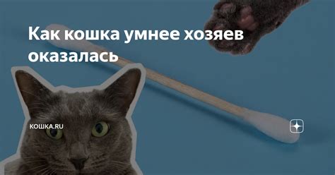 Как кошка умнее хозяев оказалась Кошка Ru Дзен
