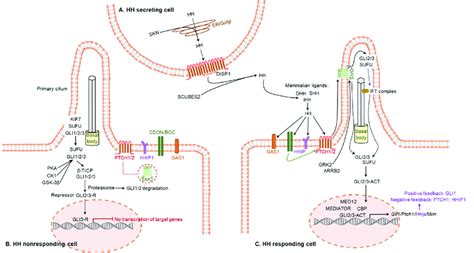 Canonical Hedgehog Signaling Pathway A The Active Form Of Hh