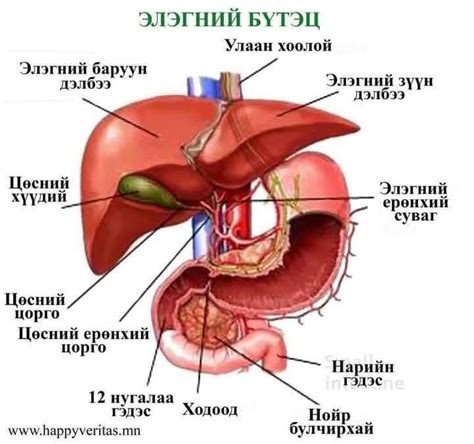 Монгол ХУВЬ ХҮНИЙ ӨВЧИН СЭТГЭЛЭЭ БАРЬЖ ЧАДААГҮЙГЭЭС ҮҮСДЭГ Хүн муулах шүүмжлэх өширхөх