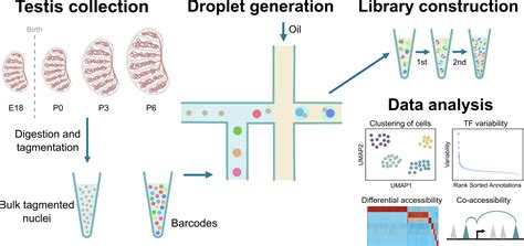 Testis Cis Element Atlas Single Cell Epigenetic Regulatory Landscape