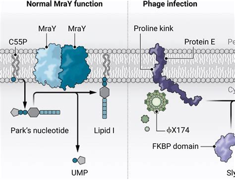 Coupling Proteins With Deadly Consequences Science