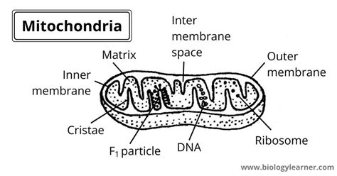 Cell Biology Notes Biology Learner