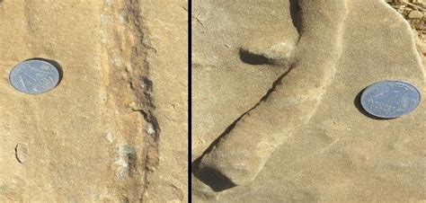 Palaeophycus In Sandstone Of M Ii Of Jumara Formation Download