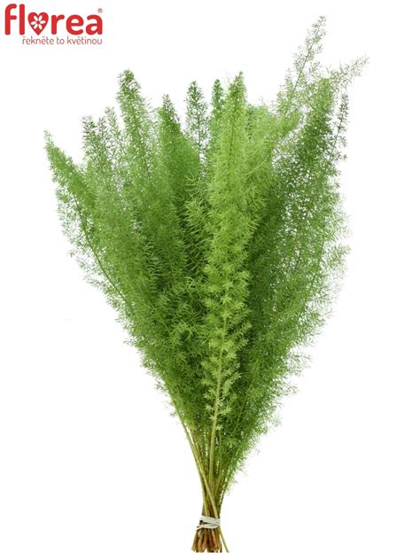 ASPARAGUS MEYERI 50cm